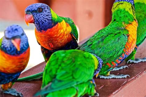 Premium Photo Close Up Of Parrot Perching On Leaf