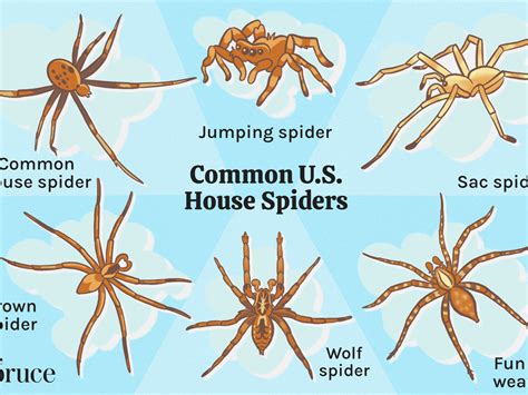 What To Feed A House Spider Pet Food Guide