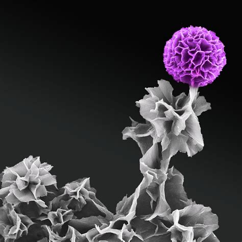 Scientists Grow Organic Semiconductor Crystals Vertically For First Time UCLA