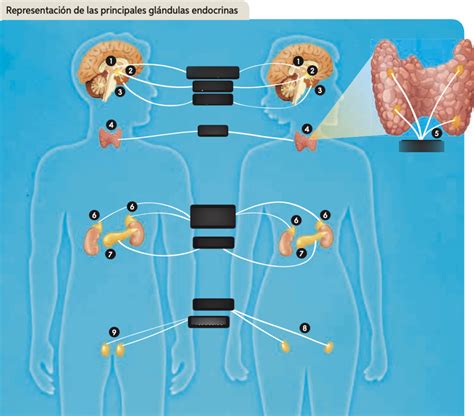 Diagrama De Glandulas Endocrinas