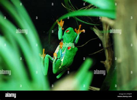 Tree Frogs Hi Res Stock Photography And Images Alamy