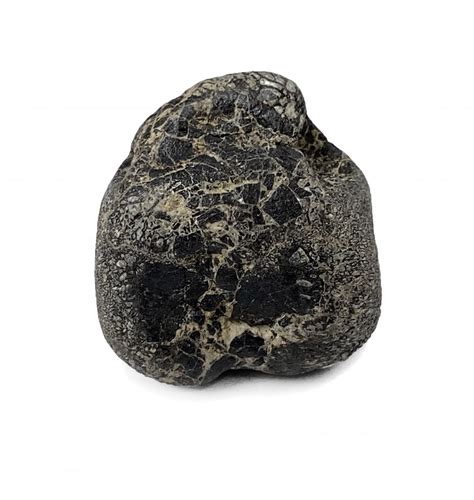 Fossils For Sale Fossils Rare British Cretaceous Dinosaur Vertebra From Isle Of Wight