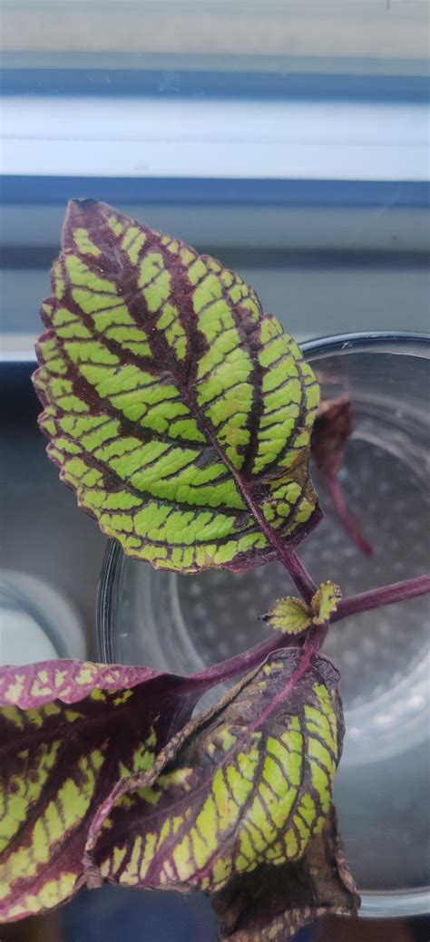 Identifying Grasses As Annuals Or Perennials From A Photo Is It Possible R Plantidentification