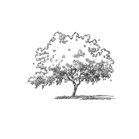 Ilustración De Zanetta