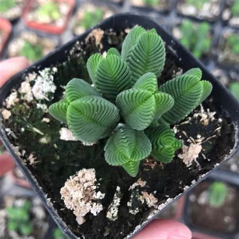 Pagoda Mini Jade （crassula Quadrangularis） For Sale My Home Nature