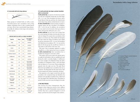 Types Of Bird Feathers Chart