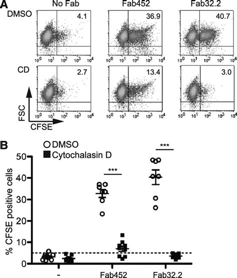 Cd13 Mediated Phagocytosis Is Dependent On Actin Cytoskeleton