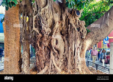 Vieux Liana Ficus Macrophylla Ou Microcarpa Avec Des Racines Dair