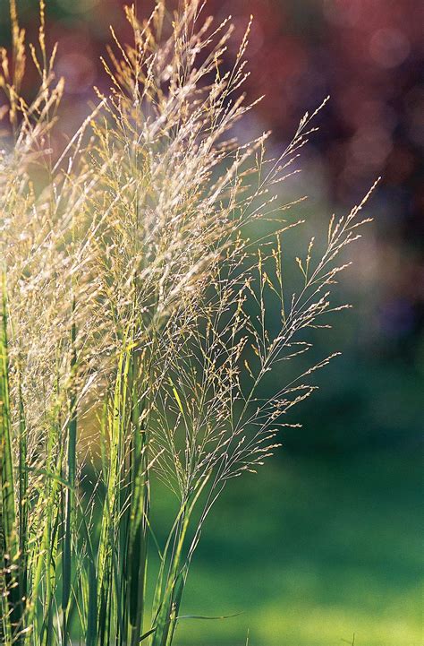 Panicum Virgatum Switch Grass
