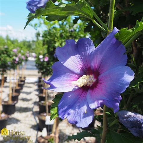 Blue Rose Of Sharon Tree