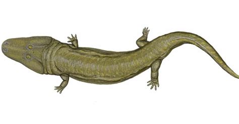 Ancient Predators And Giant Amphibians Found In African Fossil Treasure