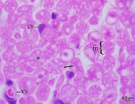 Photomicrography Of The Sciatic Nerve With A 100x Objective Download Scientific Diagram