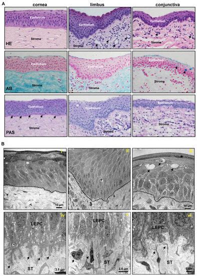 Corneal Epithelium Histology