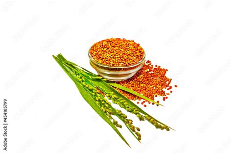 Panicum Panicgrass Is A Large Genus Of About 450 Species Of Grasses Seeds And Plant On A