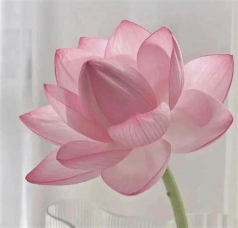 2024最新荷花图片大全唯美头像 荷花图片大全唯美头像大全 配图网