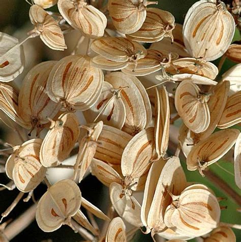 1000 Images About Seed Pods On Pinterest Seed Pods Seeds And Tree Seeds