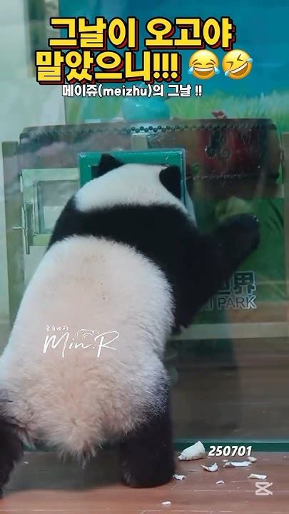 푸하하하하 드뎌 구멍이 뱉어내기 시작했다 ㅋㅋㅋㅋ 방탈출 메이쥬의 그날이 왔어요 어쩌스까 메이쥬~ 우째 이런일이 뿌엥 ~ Youtube