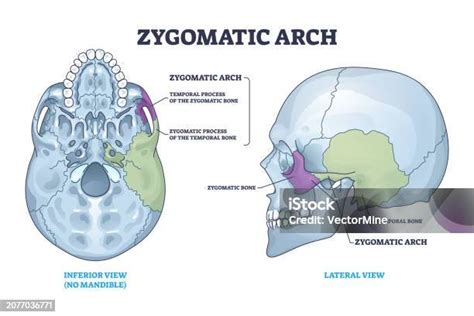 Zygomatic Acrh With Skull Cheekbone Skeletal Parts Anatomy Outline