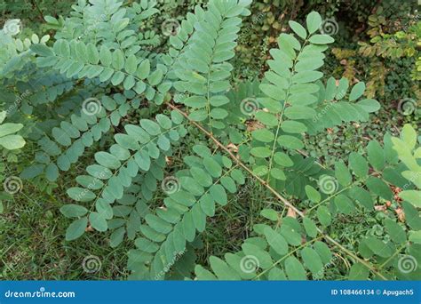 Honey Locust Tree Leaves