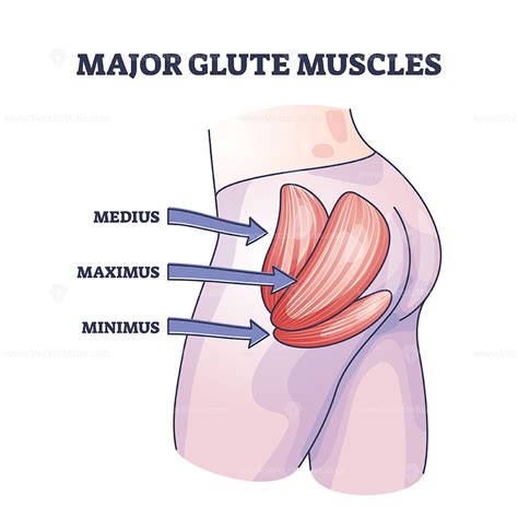Major Glute Muscles With Medius Maximus And Minimus Parts Outline