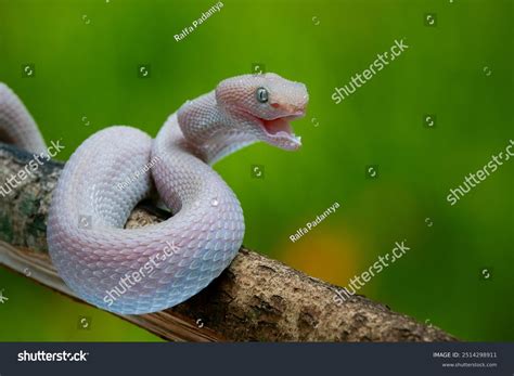 Python Snake Mouth Open Photos Images Pictures Shutterstock