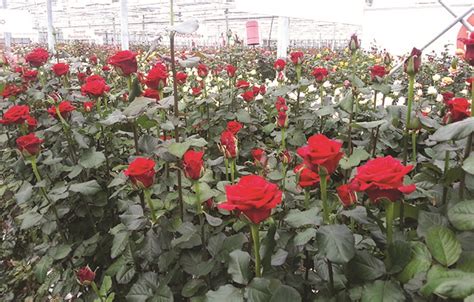 „ვარდი თვითონ მეუბნება რა სჭირდება“ კვირის პალიტრა