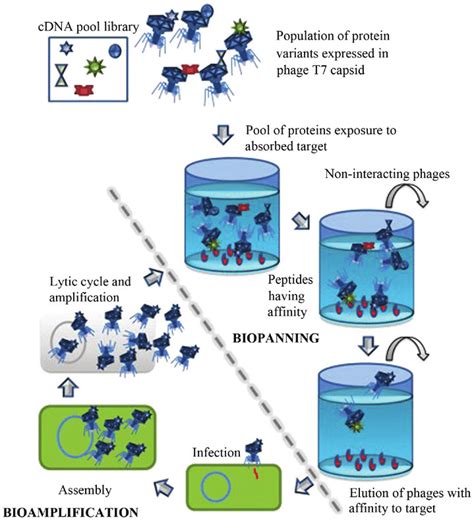 Biopanning And Bioamplification Process A Pool Of Human Stomach T7pd Download Scientific