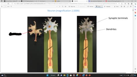Neuron Magnification 2500 X Flashcards Quizlet