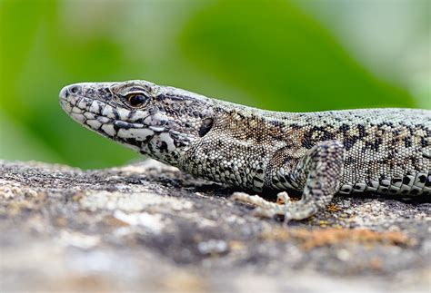 Lézard Reptile Fermer La Photo Gratuite Sur Pixabay
