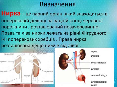 Зовнішня будова нирки презентация онлайн