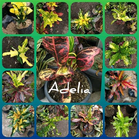 Halaman Unduh Untuk File Gambar Macam Macam Bunga Puring Yang Ke 5