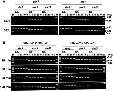 Nested Pcr Amplification Of Rbcl Cpdna Cox I Mtdna And Aada
