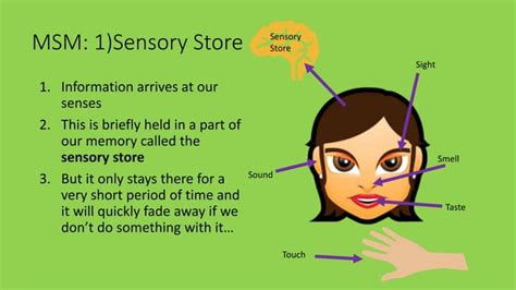 9 Intro To Multi Store Model Of Memory Pptx