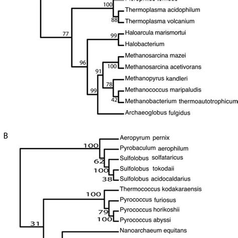 A Phylogenetic Tree Constructed Using The Cr Algorithm With Only One