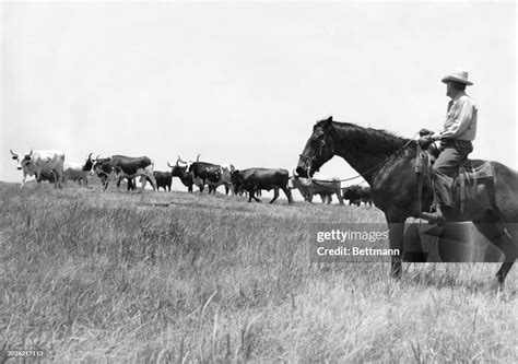 Longhorn Cattle On A Large Texas Cattle Ranch News Photo Getty Images