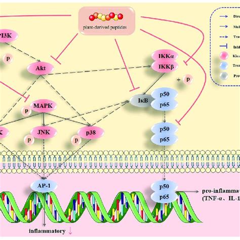 Regulation Of Inflammatory Signaling Pathways By Plant Derived