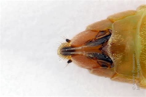 Photo 74863 Dolerus Bajulus