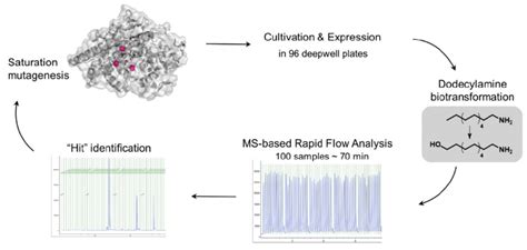 Schematic Representation Of The Rapid Flow Analysis Of Product Peaks Download Scientific
