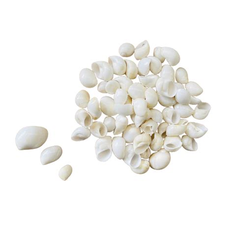 Single Shell F Resin Art World