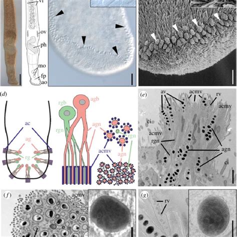 Transcriptome And Differential Gene Expression A Illustration Of The
