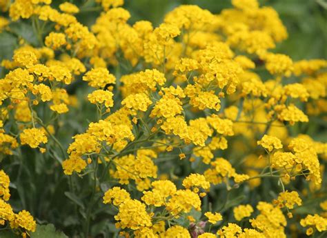 Alysse Odorant Semis Et Conseils Dentretien Et Floraison