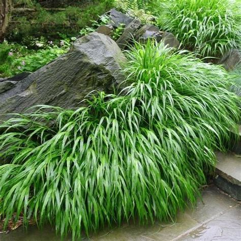 Hakonechloa Macra Hakone Grass Landscaping With Rocks Japan Garden