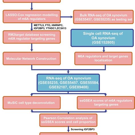 Flow Chart Of The Study Bulk Rna Seq Dataset Gse89408 Was Downloaded