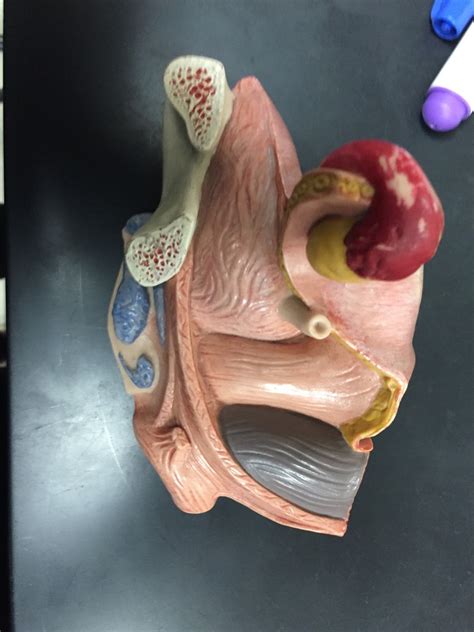 EXAM 5 LAB Female Model Pt 2 Diagram Quizlet