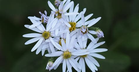 Commonplace Commentary Aster Ageratoides