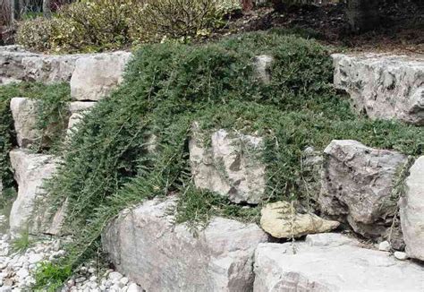Можжевельник горизонтальный Вилтони (Juniperus horyzontalis Wiltonii)