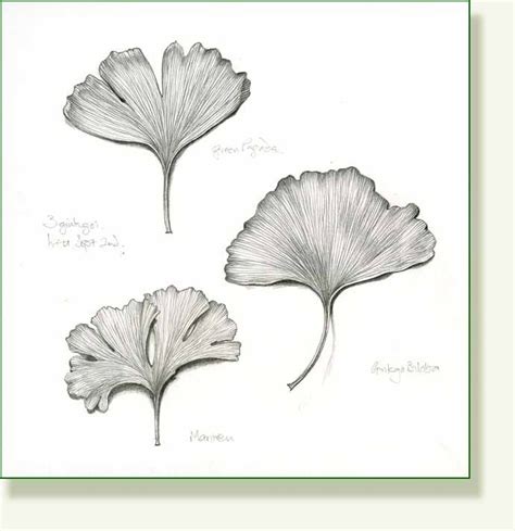 Ginkgo Biloba Leaf Drawing