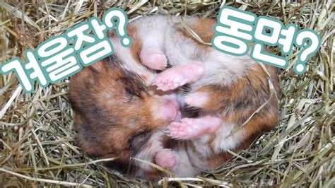 햄스터 겨울잠과 동면 Youtube
