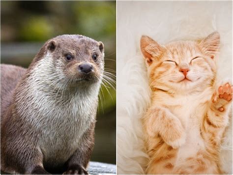 Otter Who Cant Sleep Without Cuddling Kitten Is Melting Hearts Online
