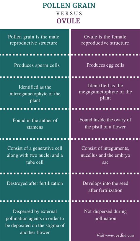 Difference Between Pollen Grain And Ovule Definition Structure Characteristics